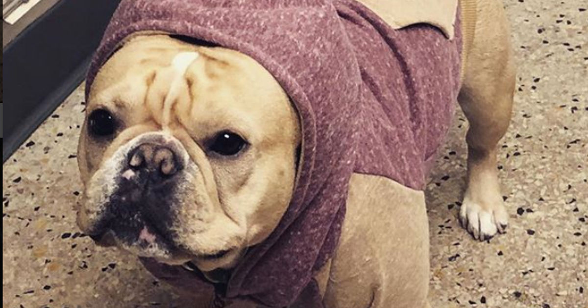 Dr. Jennifer Lopez - Vet in New York City, NY - Vetster