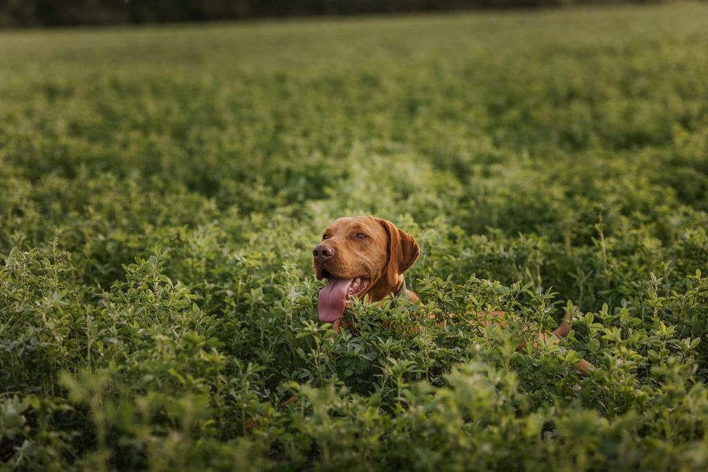 Puppies and tick treatment: How to remove ticks from a puppy - Vetster