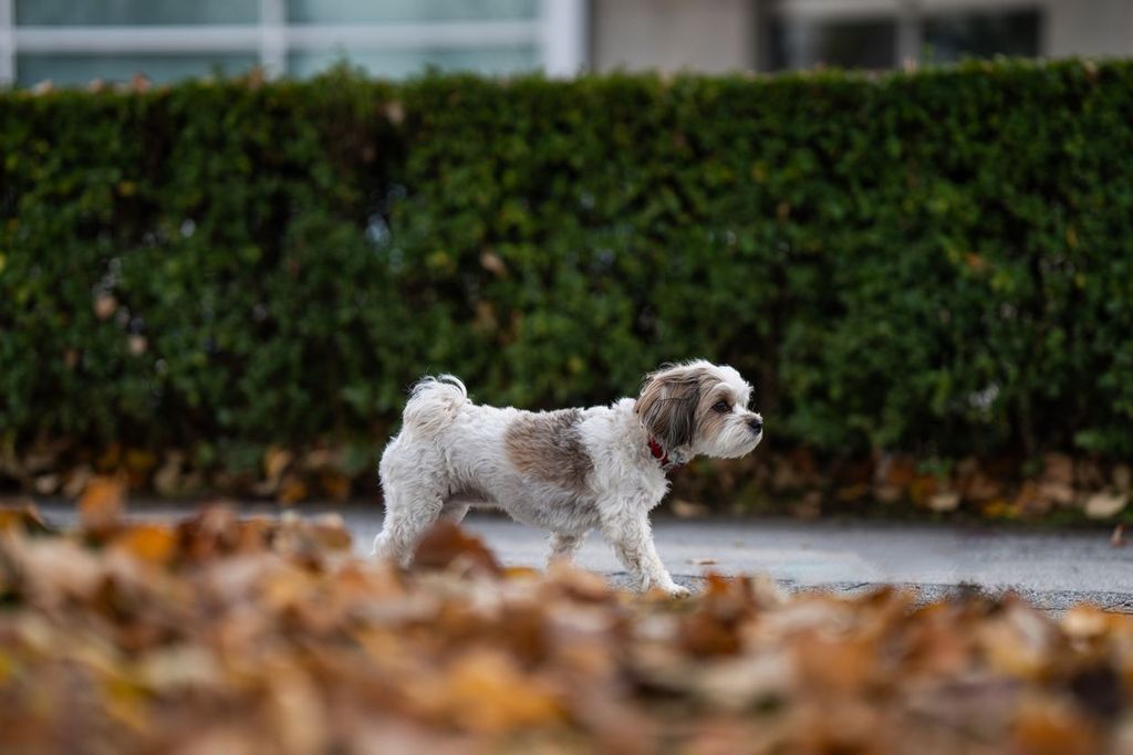 What to do if my dog has arthritis - Vetster