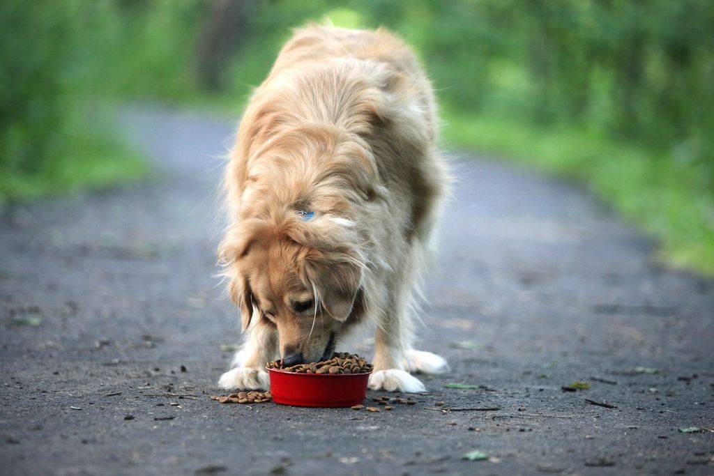 How to treat and prevent zinc deficiency in dogs - Vetster