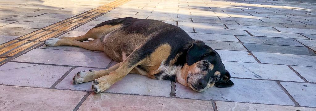 What are the symptoms of hypothyroidism in dogs? - Vetster