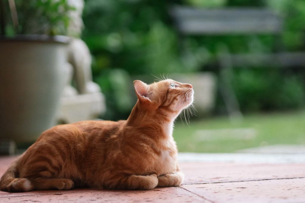 How to treat an irregular heartbeat in cats - Vetster