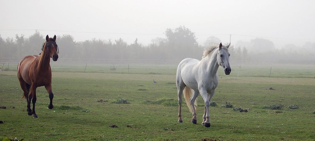 Ringworm treatment for horses - Vetster