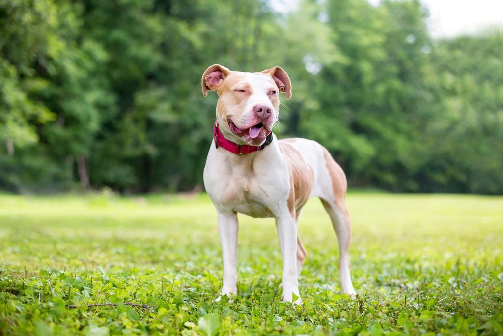 How to detect and treat strokes in dogs - Vetster