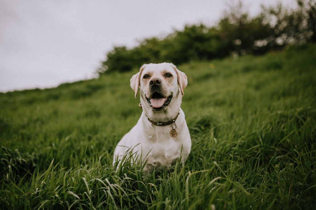 Cyanosis in dogs: What it looks like and how it’s treated - Vetster