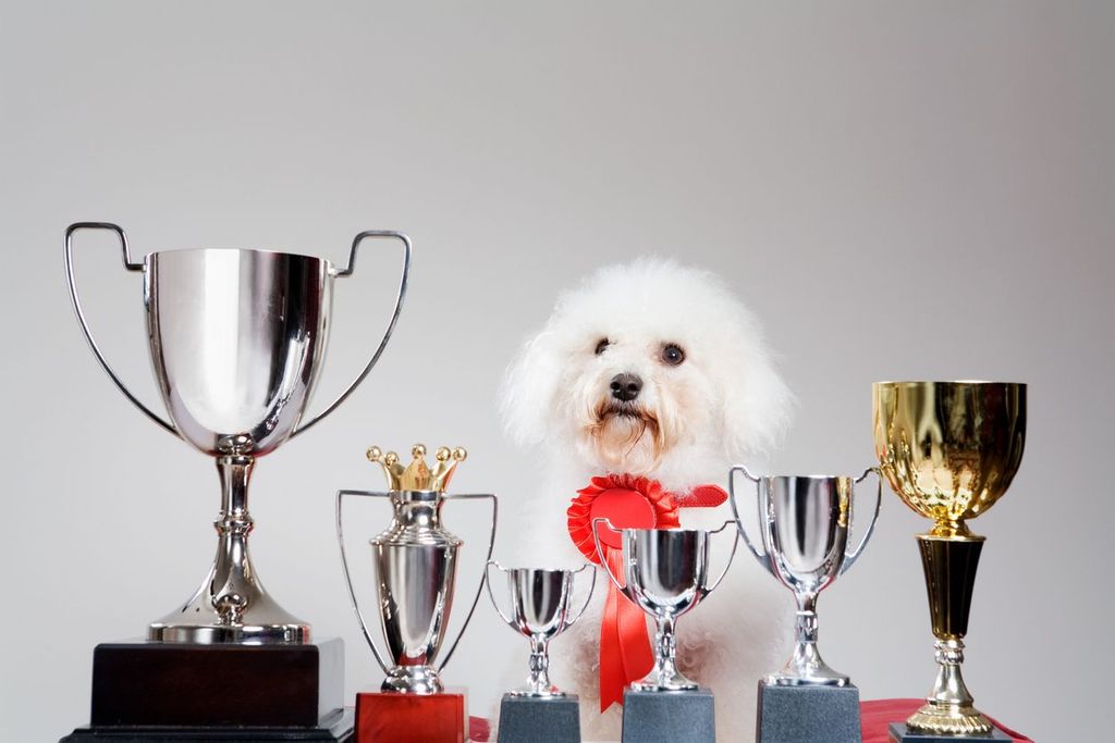 Dog Show Training: How To Train Your Pet for Shows - Vetster - Vetster