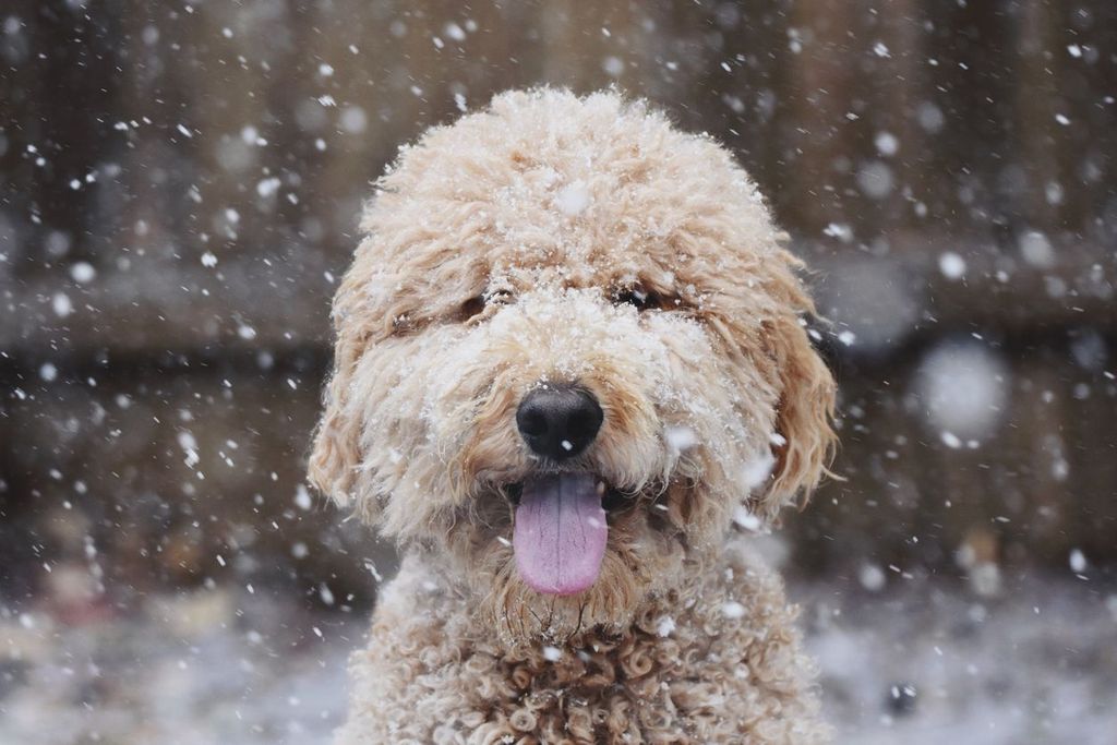 What to do if your dog has dandruff or dry skin - Vetster