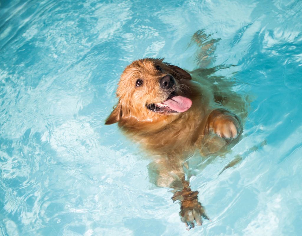 Fun and safe swimming tips for your dog - Vetster