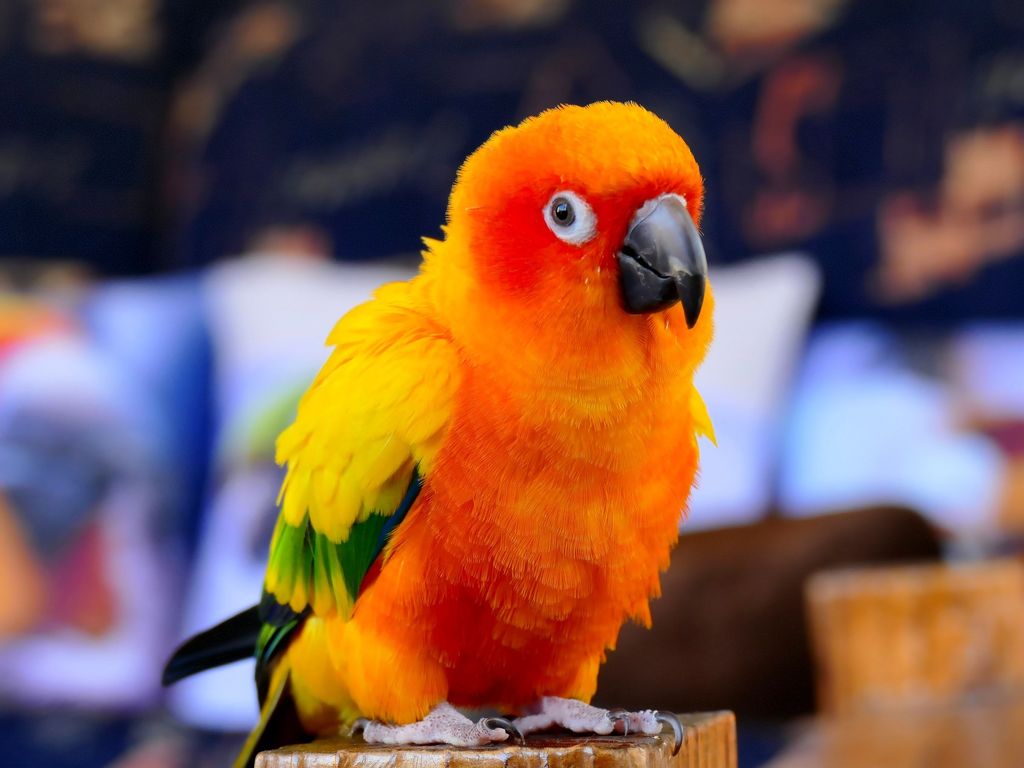 Psittacosis (parrot fever) in birds - Causes, Treatment and Associated ...
