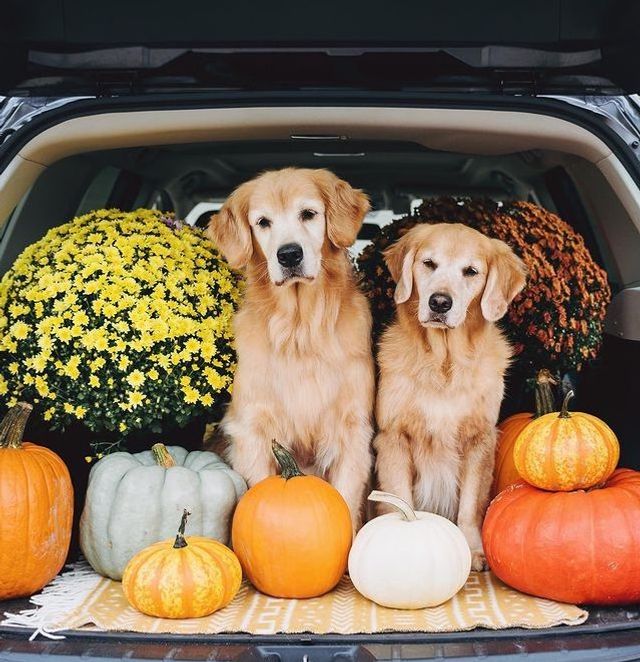 Can I feed my pet table scraps? - Vetster