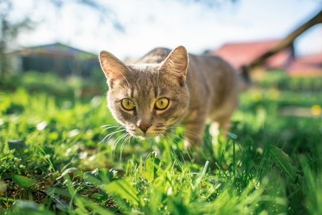 What does the size and shape of a cat’s pupils mean? - Vetster