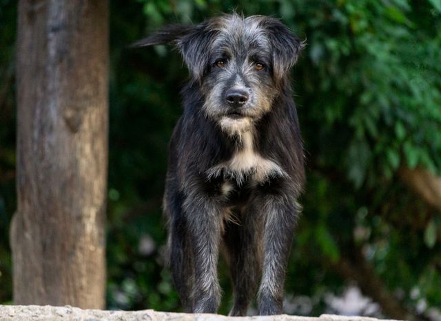 What to do if my dog gets stiff and is not moving normally - Vetster