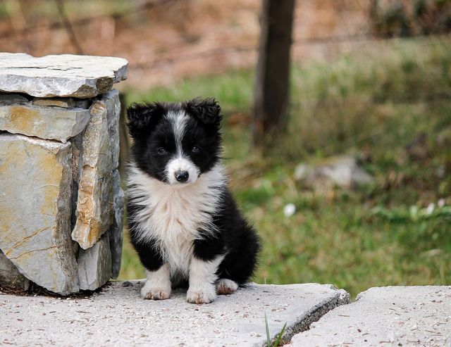 Do crystals in my puppy’s urine indicate a UTI? - Vetster