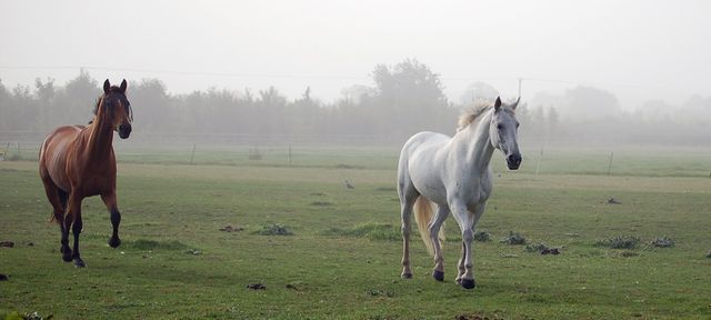 Ringworm treatment for horses - Vetster