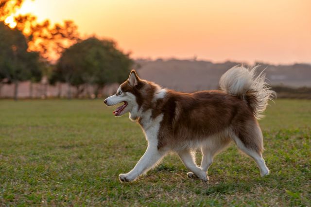 What to do if your dog is walking sideways - Vetster