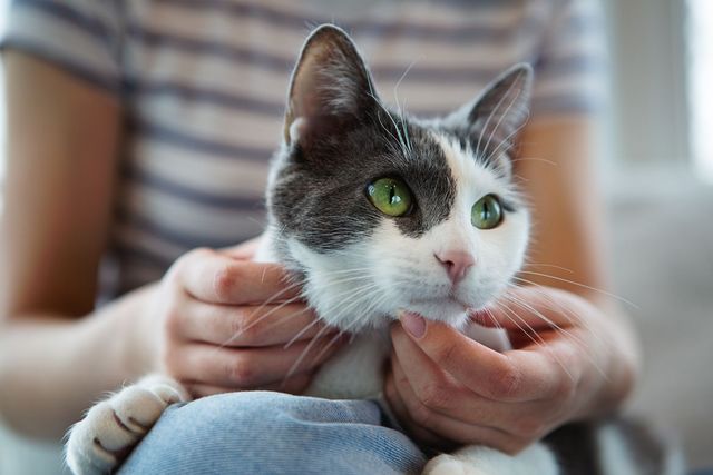 How to check your cat for ticks - Vetster