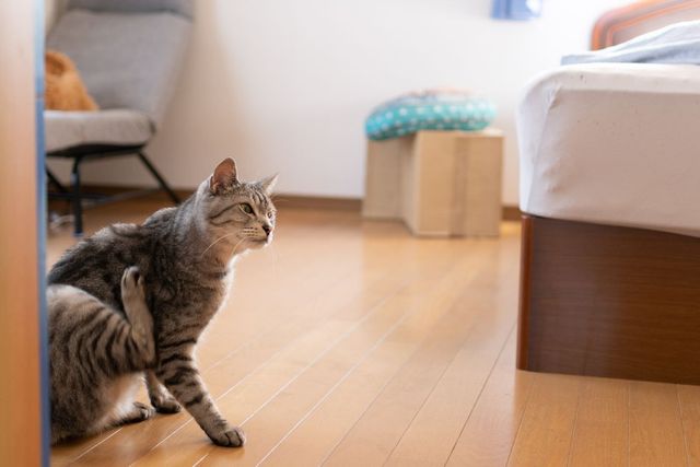 What to do if your cat has dandruff or dry skin - Vetster