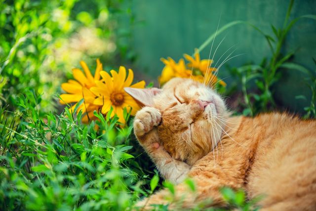How to prevent your cat’s seasonal allergies - Vetster